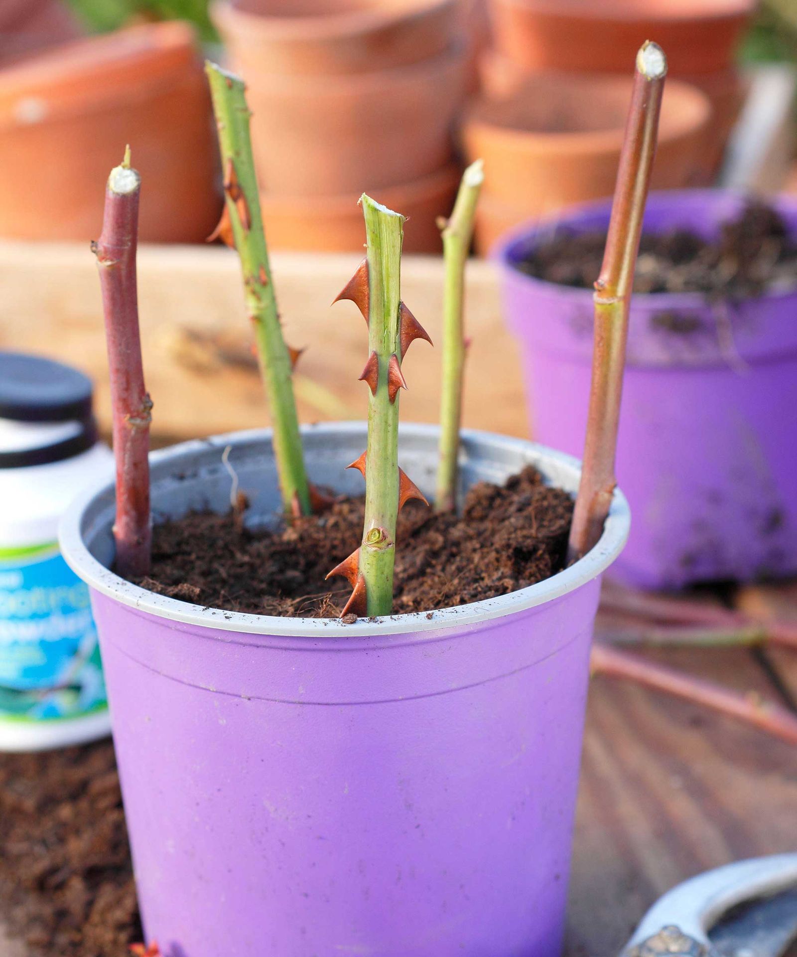How to take hardwood cuttings in three simple steps | Homes and Gardens