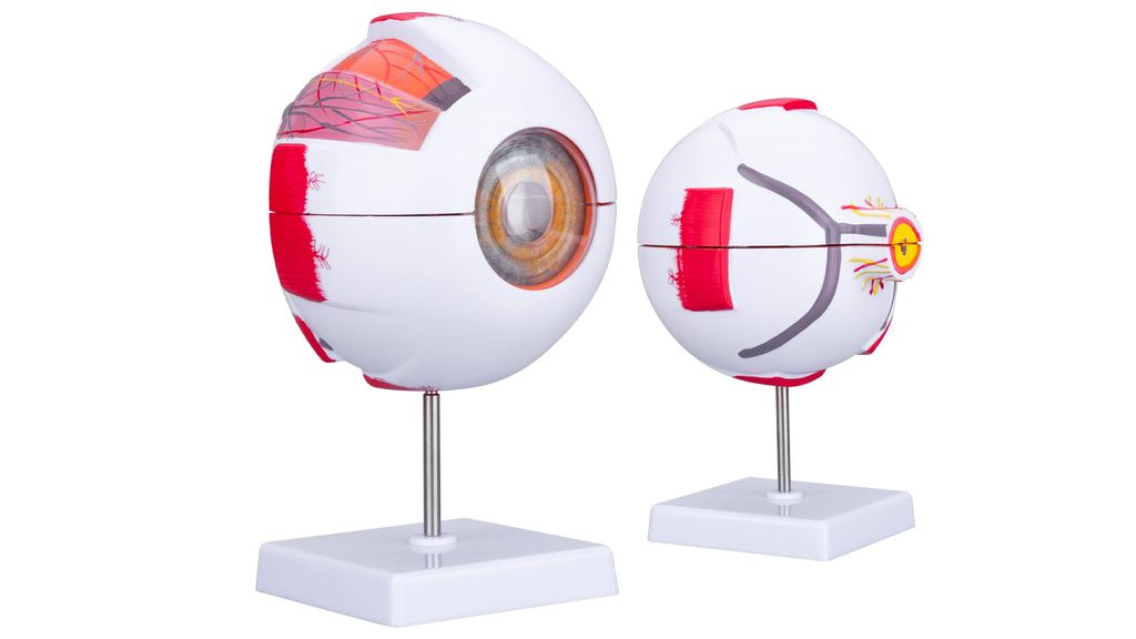 What is the human eye's frame rate? It's 77fps since you ask ...