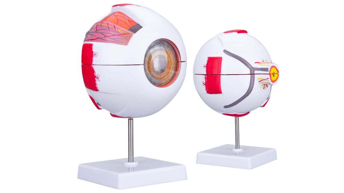 What is the human eye's frame rate? It's 77fps since you ask ...