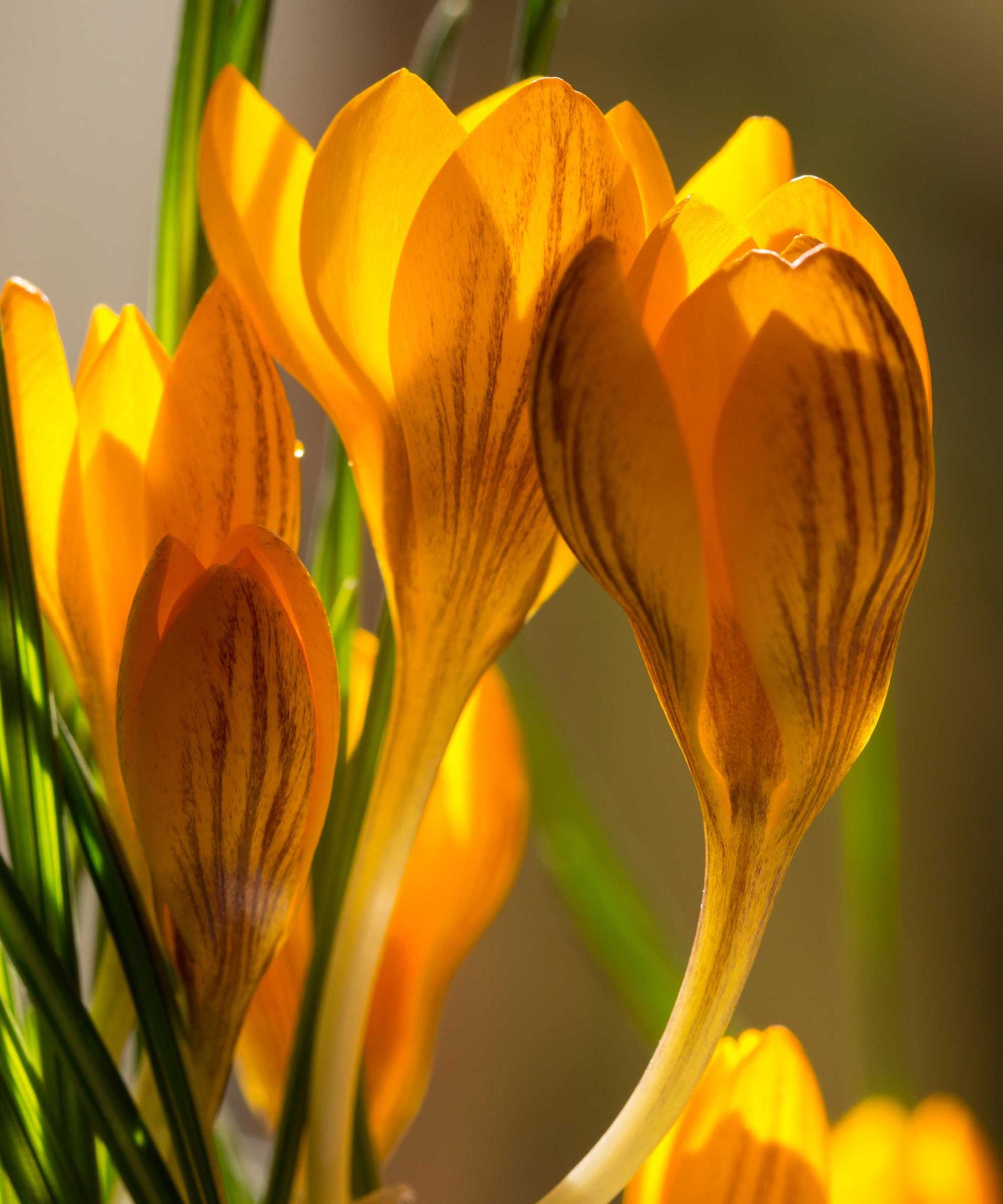 Types of crocus: 12 spring-flowering bulbs | Gardeningetc