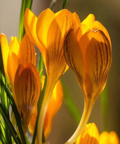 Types of crocus: 12 spring-flowering bulbs | Gardeningetc