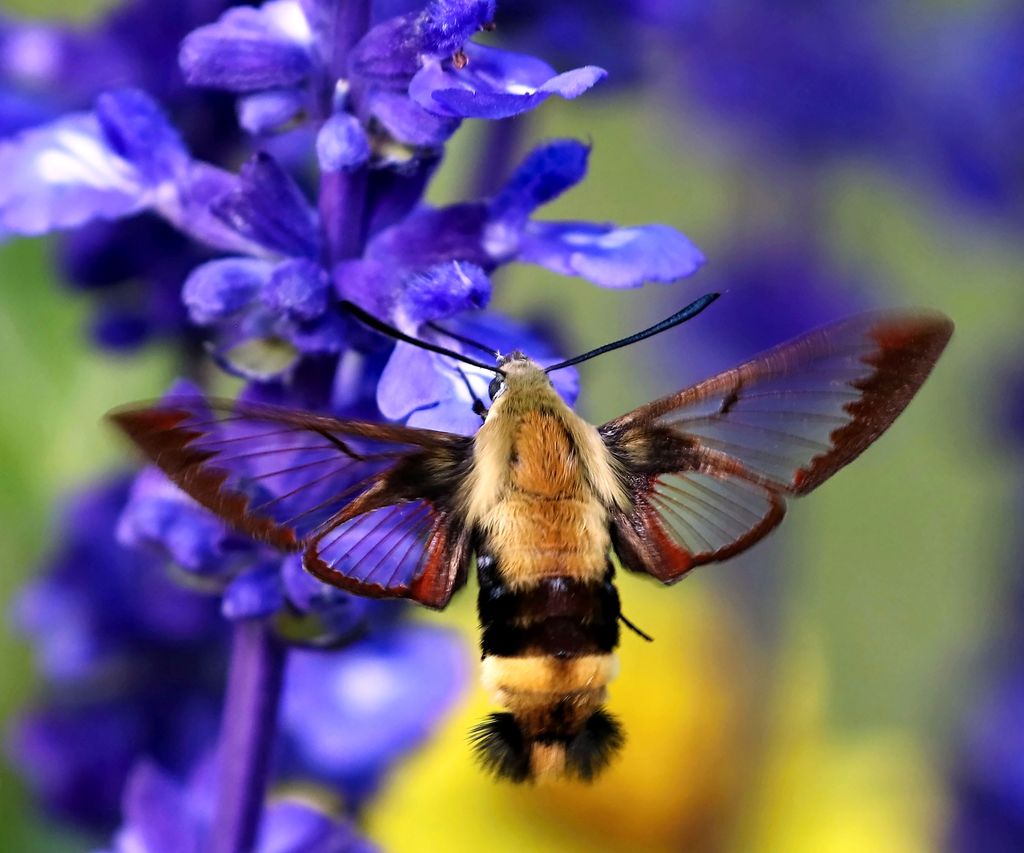 5 Key Night Pollinators You Need To Attract To Your Yard | Gardening ...