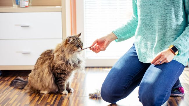 32 tips for training your cat | PetsRadar