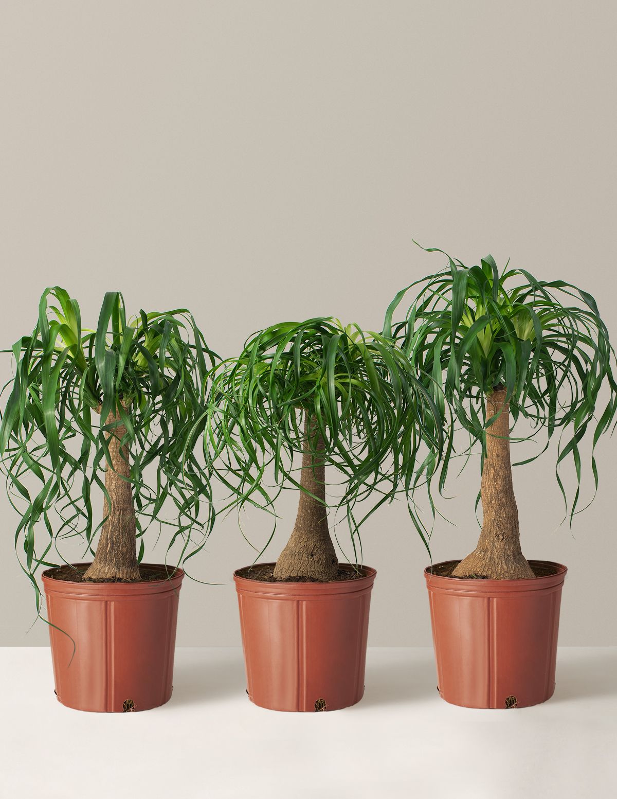 The easiest indoor palms to care for | Livingetc