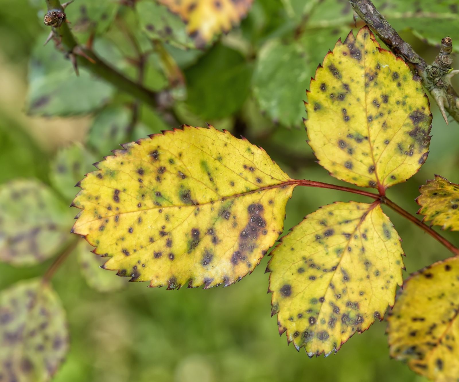 How to water roses correctly and watering mistakes to avoid | Homes and ...