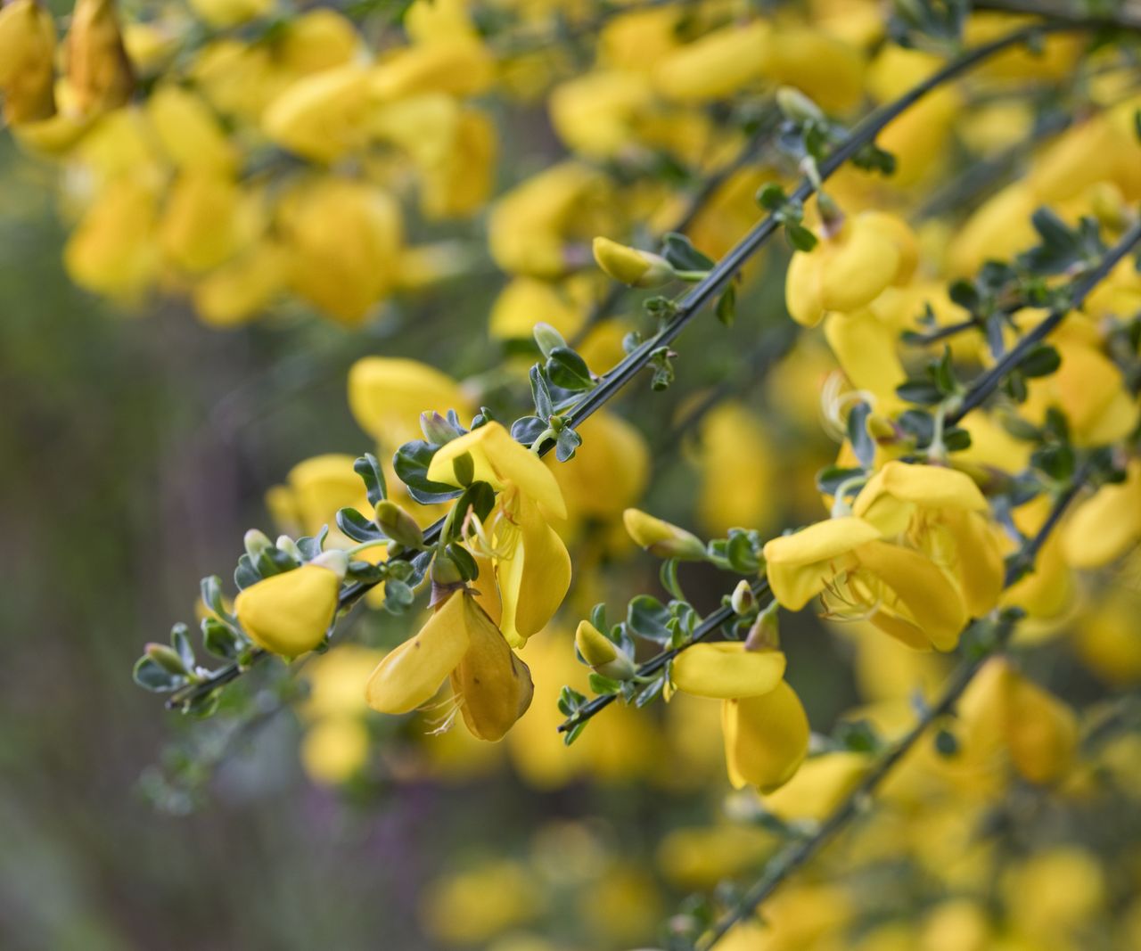 How to grow Cytisus and Genista, commonly known as broom plant | Homes ...