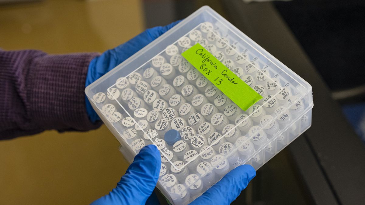 Critically endangered condor chicks are species' 1st known 'virgin ...