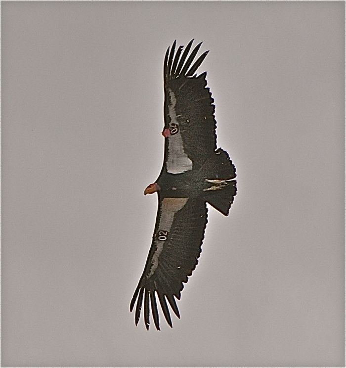 Of a Feather: Photos Reveal Stunning Birds of the Southwest | Live Science