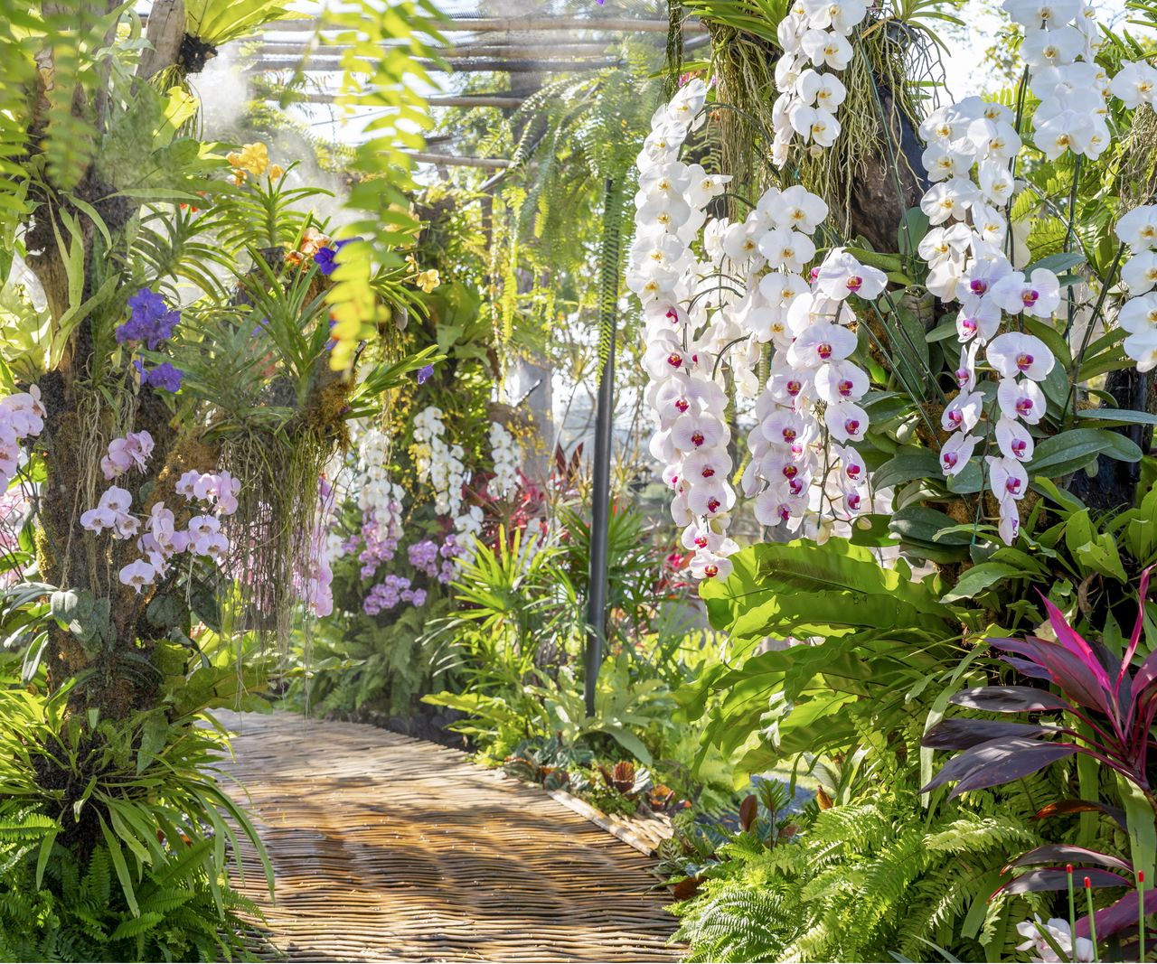 Easiest orchids to grow: 5 varieties you can't kill | Homes and Gardens