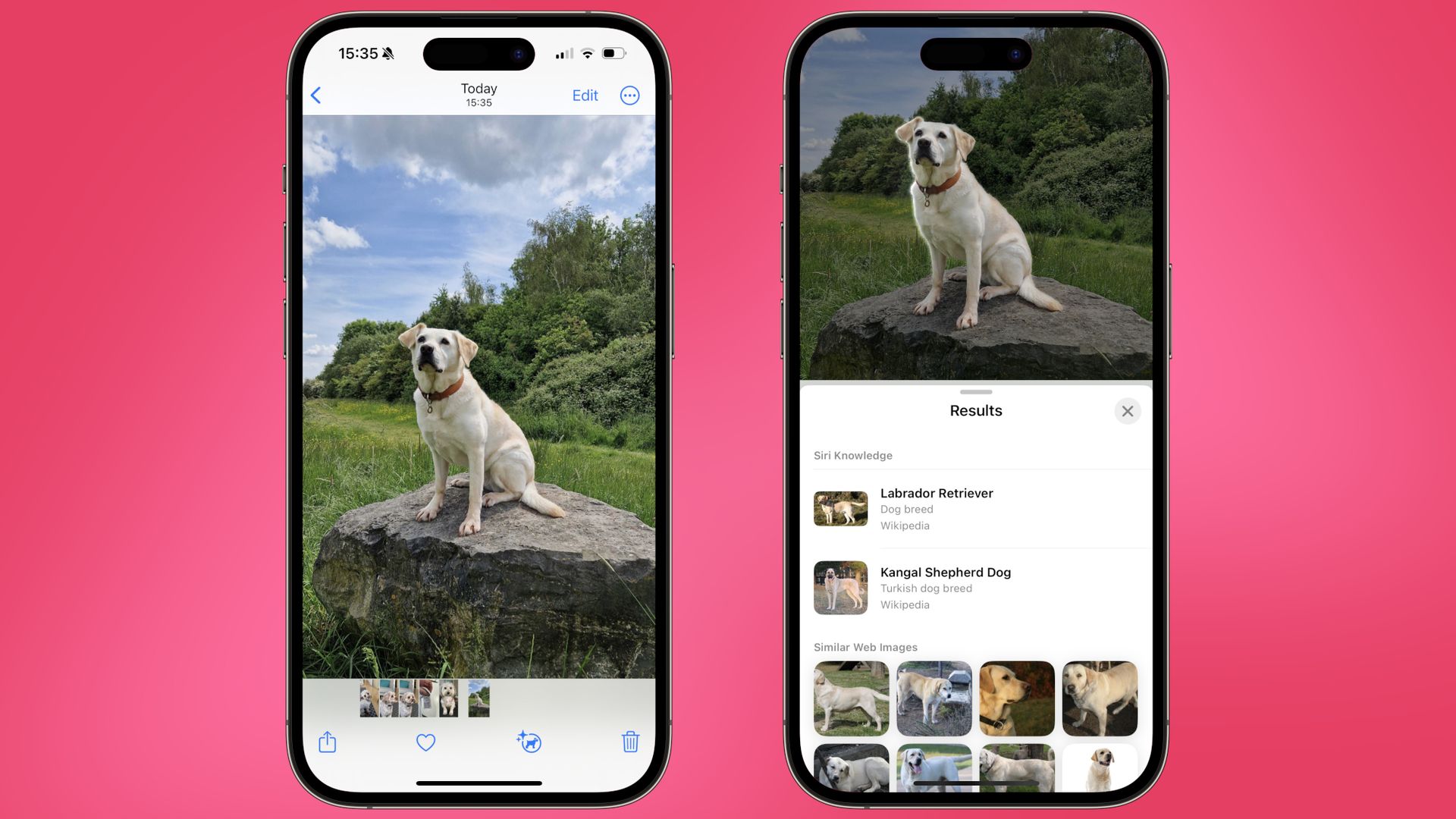 How to use Visual Look Up on iPhone: identify pets, plants, laundry ...