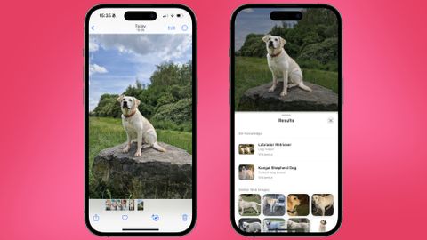 How to use Visual Look Up on iPhone: identify pets, plants, laundry ...