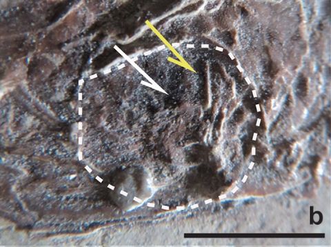 This Bird 'Eyeball' Survived 120 Million Years | Live Science