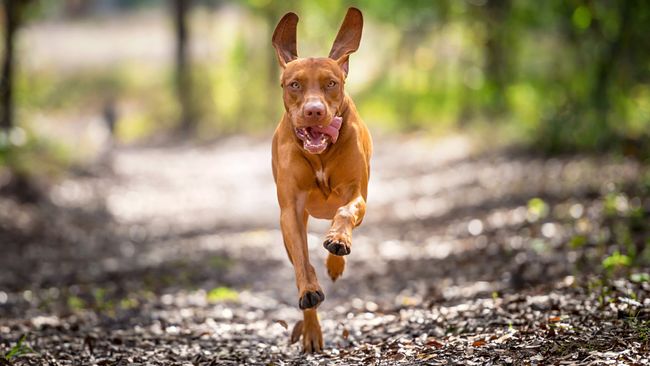 Best dogs for runners who love to exercise outdoors | PetsRadar