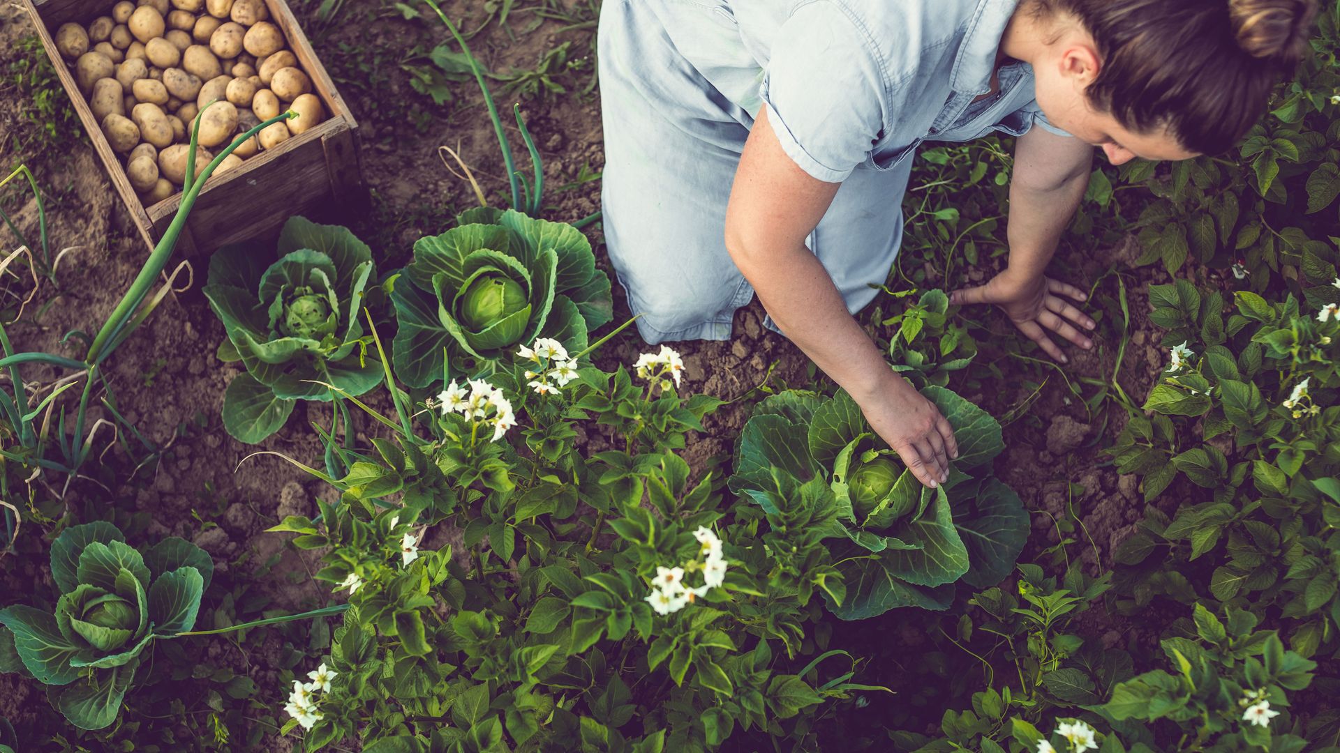 No dig gardening: saves time and benefits soil and plants | Homes and ...