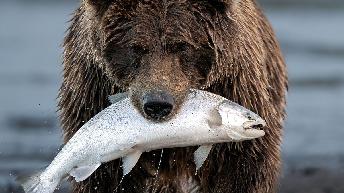 8 best National Parks for wildlife viewing in the US | Advnture