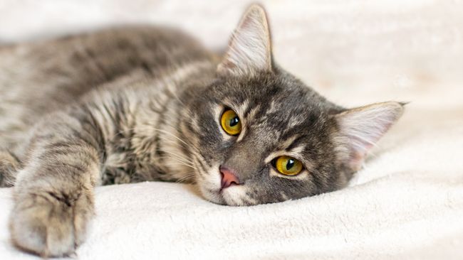 Acid reflux in cats: Vet's guide to symptoms and treatment | PetsRadar
