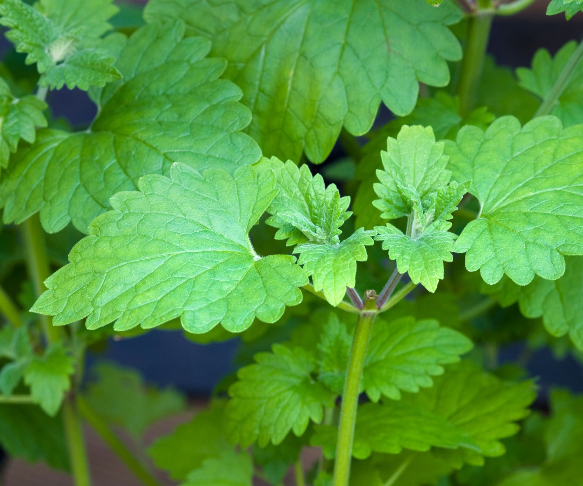 How to grow catnip: expert advice for this aromatic plant | Homes and ...