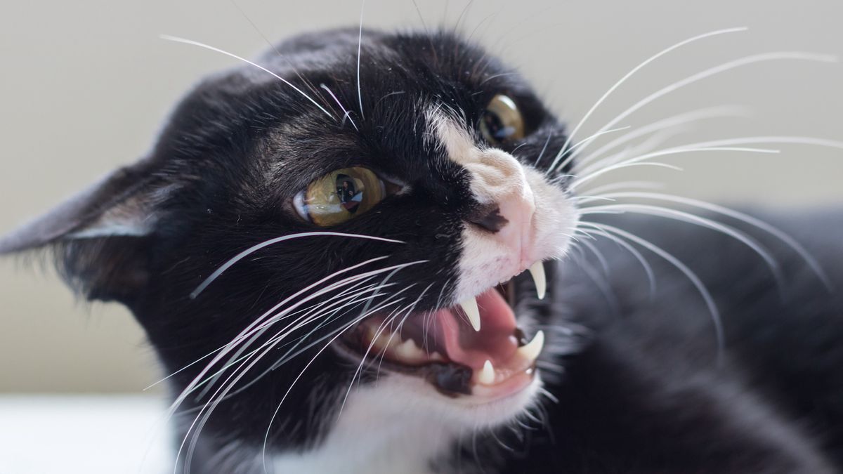 10 signs a cat is stressed and how you can help | PetsRadar