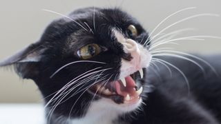 10 signs a cat is stressed and how you can help | PetsRadar