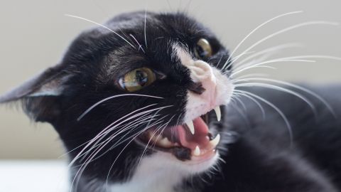 10 signs a cat is stressed and how you can help | PetsRadar