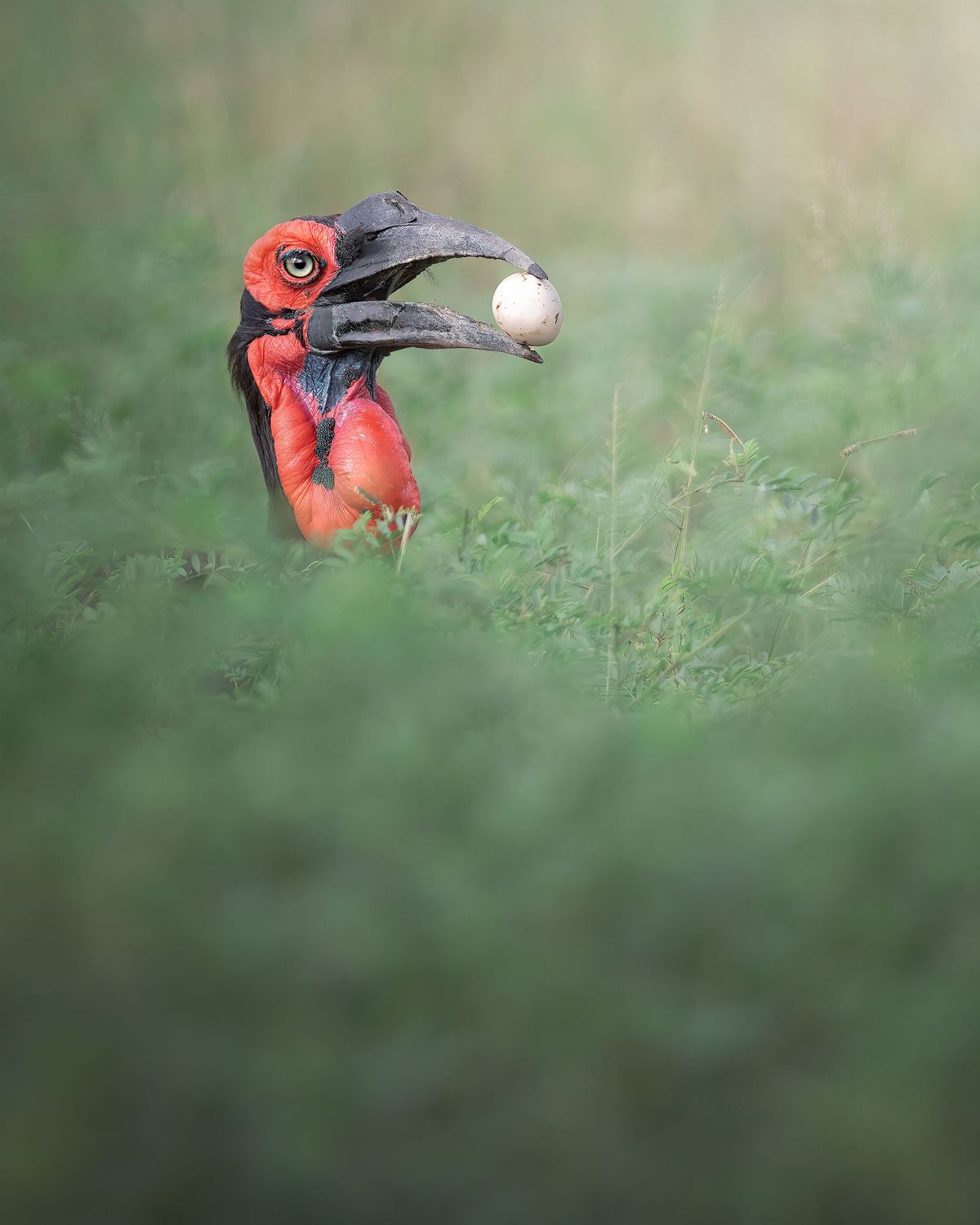 Wildlife photographer Sharon Vanadia shares her story and Canon camera ...