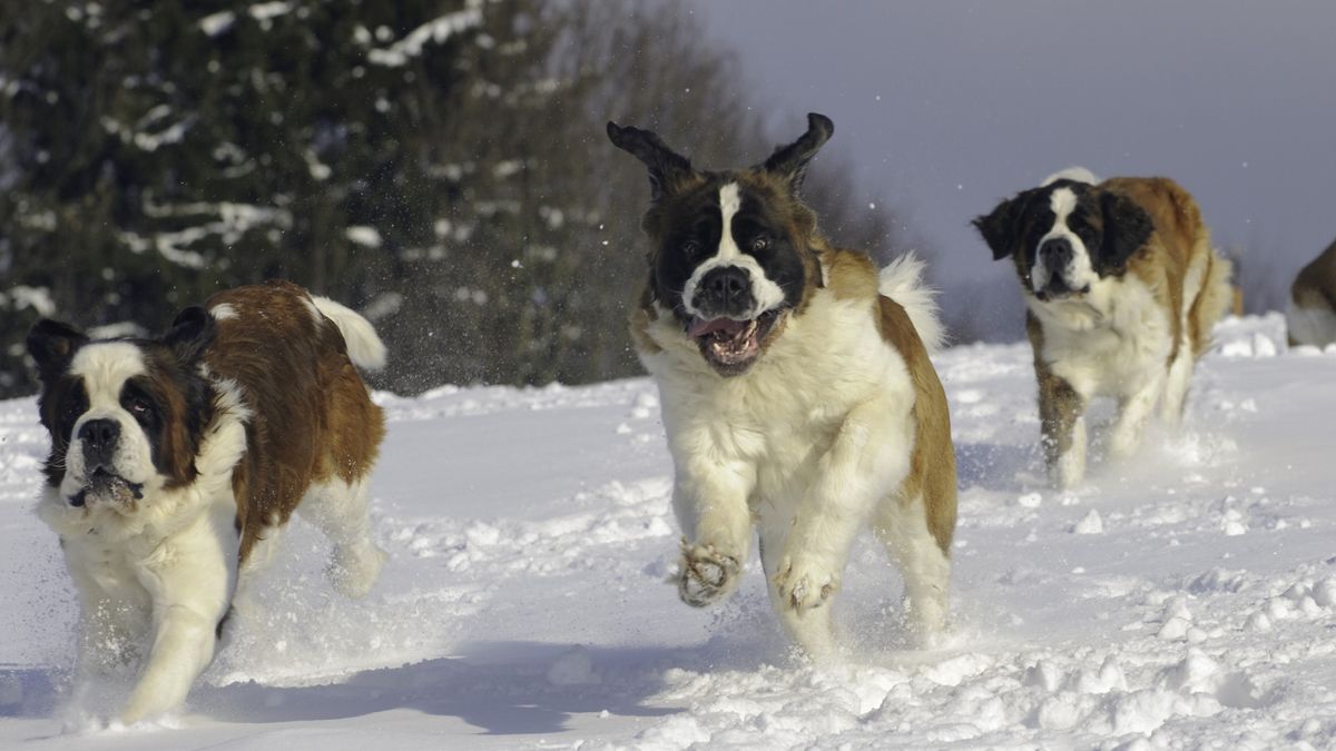 32 reasons to love St. Bernards | PetsRadar
