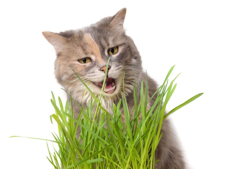 How To Grow Cat Grass: Planting Cat Grass In Containers | Gardening ...