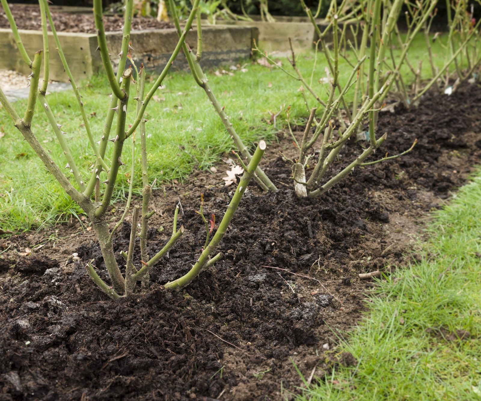 Rose growing mistakes: 6 common errors to avoid | Homes and Gardens
