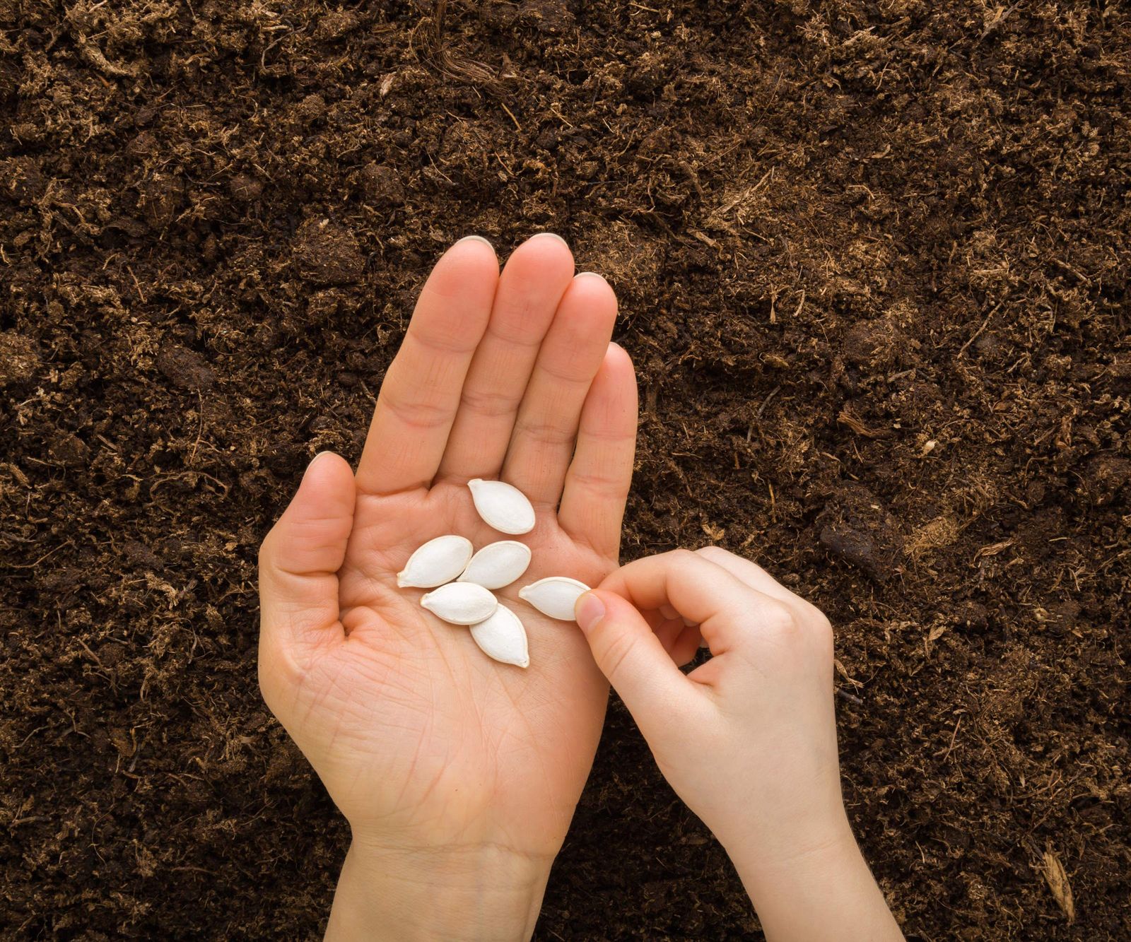 How to grow spaghetti squash: from seed to harvest | Homes and Gardens