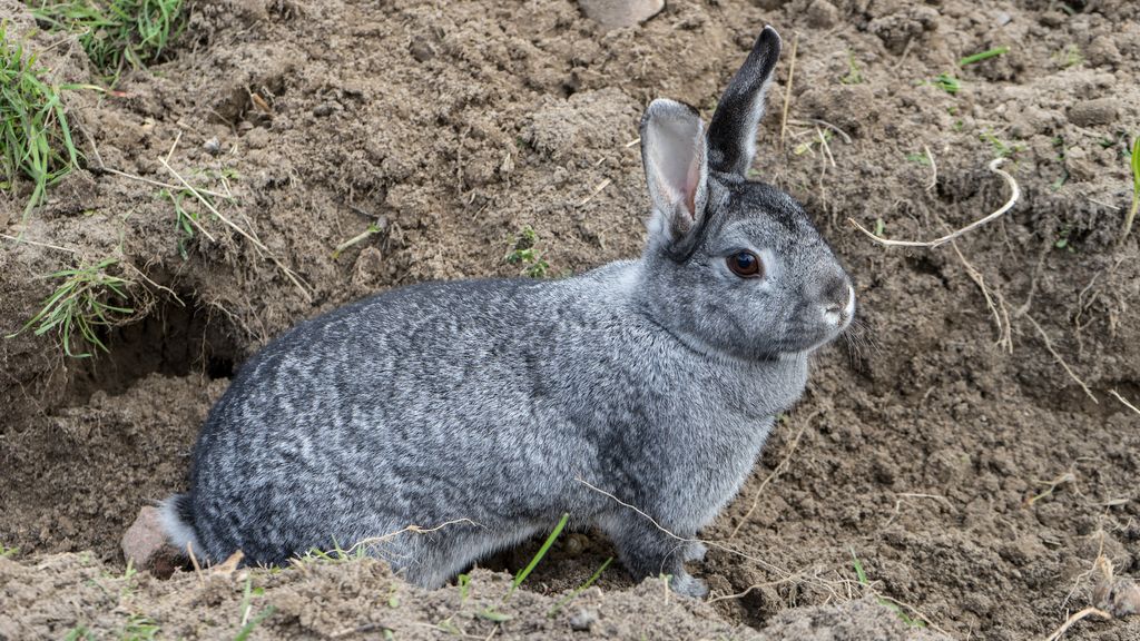 32 breeds of rabbits | PetsRadar