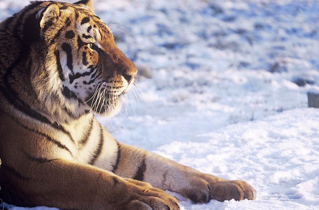 How You Can Help Save Threatened Russian Tigers: Op-Ed | Live Science