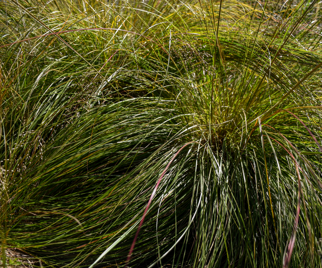 Best native grasses: 7 varieties to add drama to your yard | Homes and ...