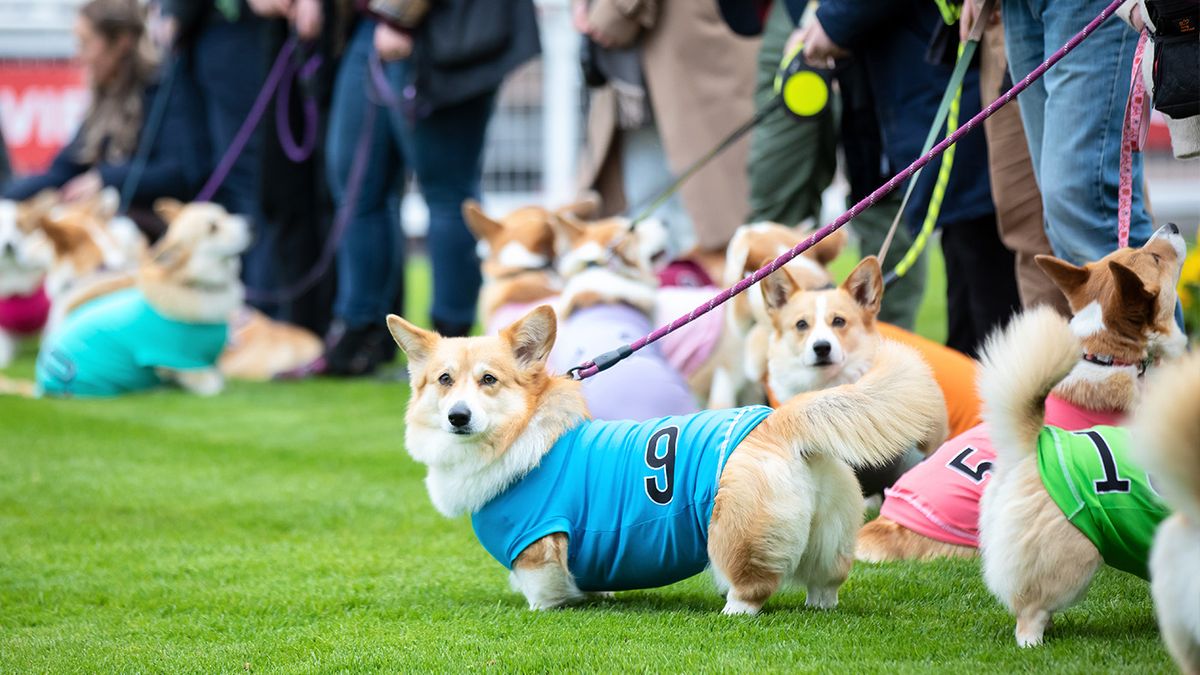 Four-year-old Juno wins this year’s Corgi Derby: ‘It's absolute carnage ...
