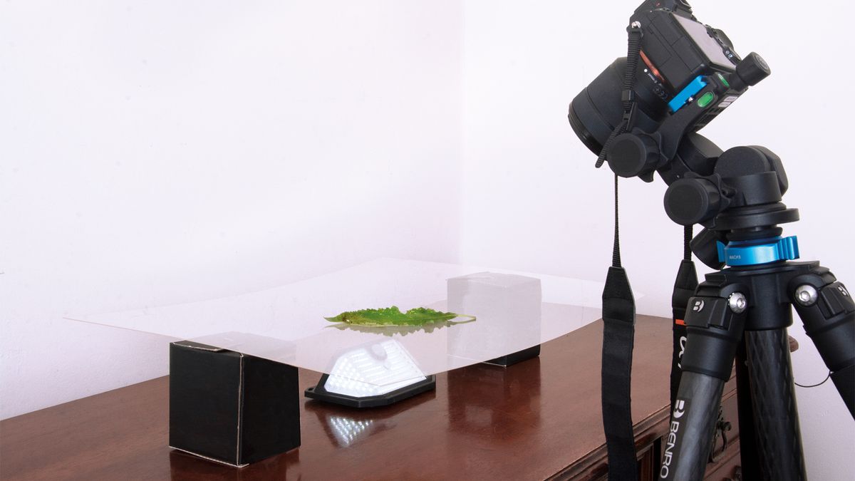 Create botanical photo art with microscopic insights | Digital Camera World