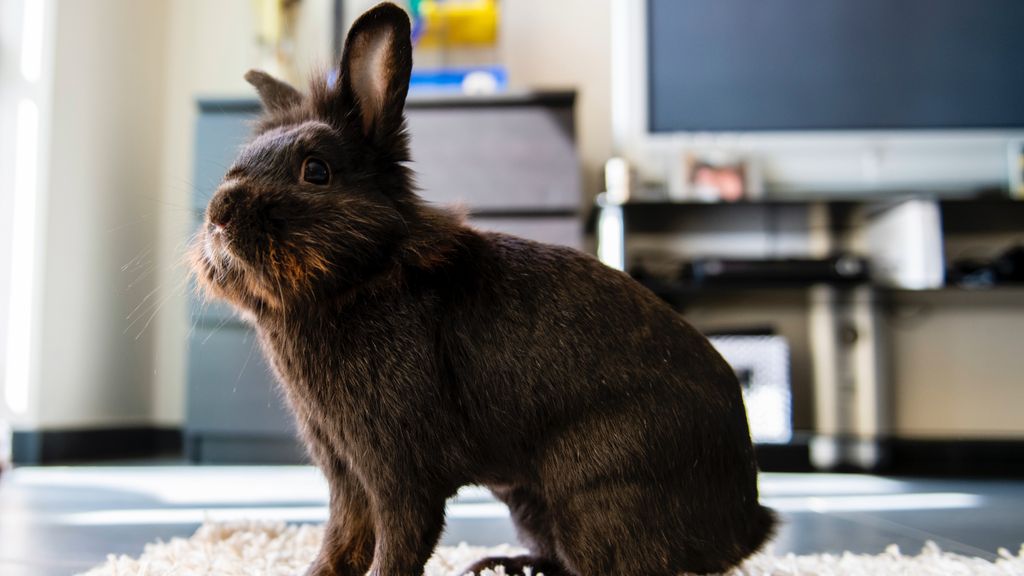 Vet reveals how to house train a rabbit (and it's just 5 steps ...