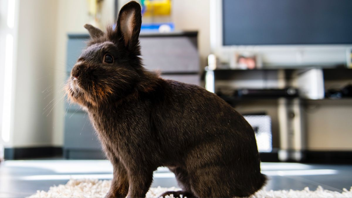 Vet reveals how to house train a rabbit (and it's just 5 steps ...