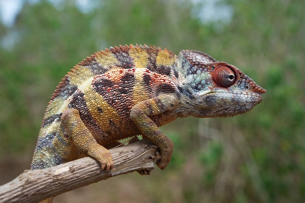 Photos: Colorful Panther Chameleon Is 11 Distinct Species | Live Science