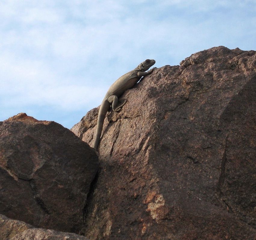 Chuckwalla Photos: Meet this Large, Desert-Dwelling Lizard | Live Science