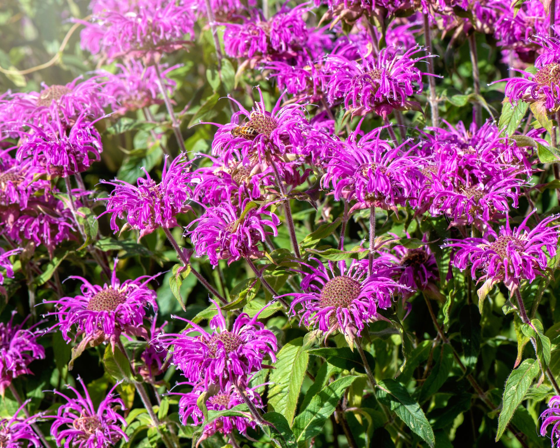 10 Deer-Resistant Pollinator Plants To Create A Wildlife Haven ...