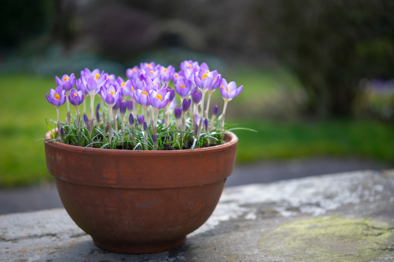 What to do with crocuses after flowering: an expert guide | Woman & Home