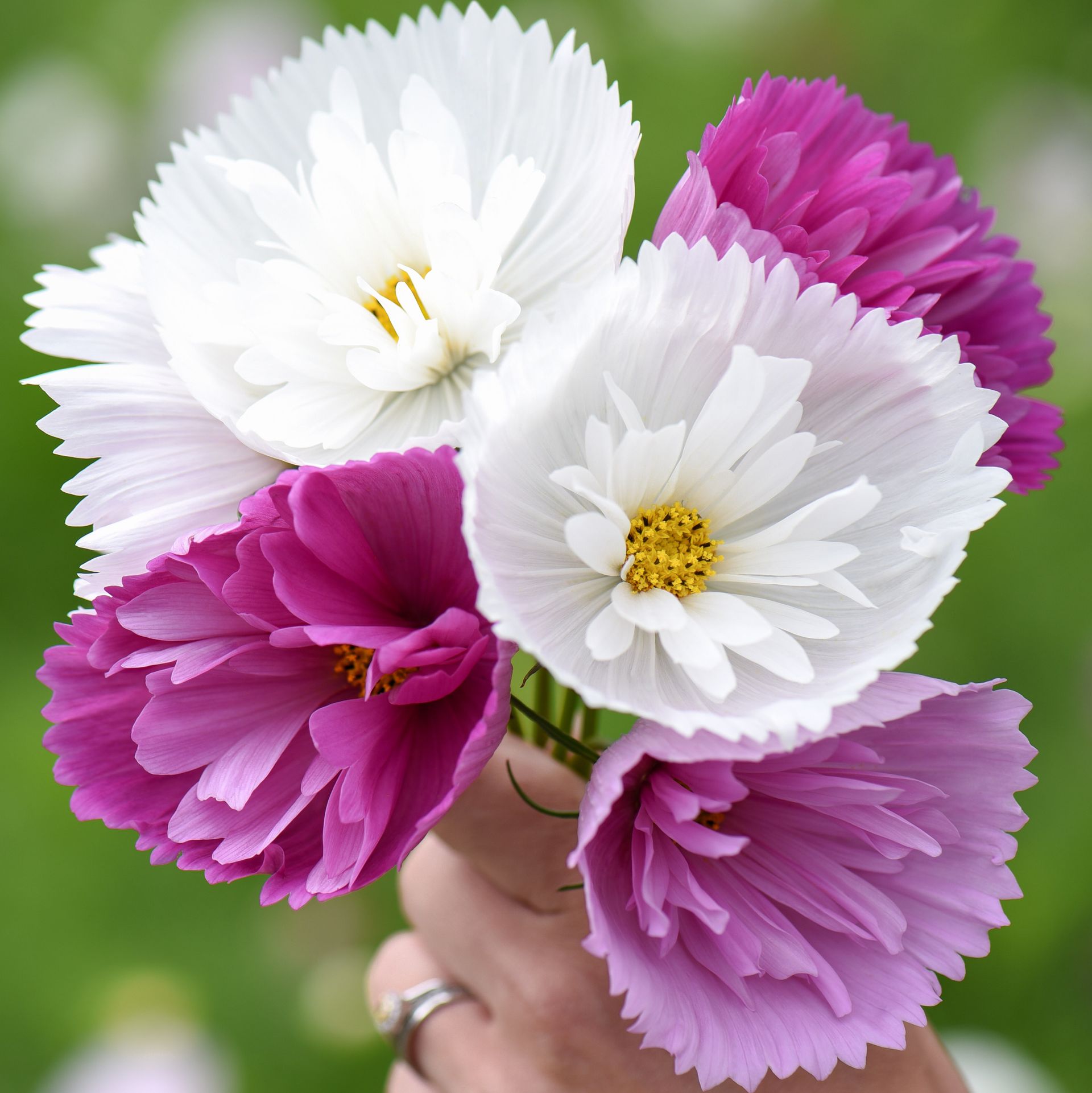 5 plants for long summer color: add these to your flowerbeds | Gardeningetc