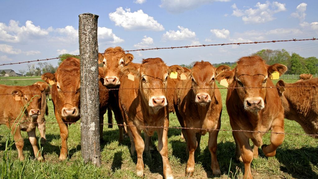 Extremely rare case of mad cow disease detected in the US | Live Science