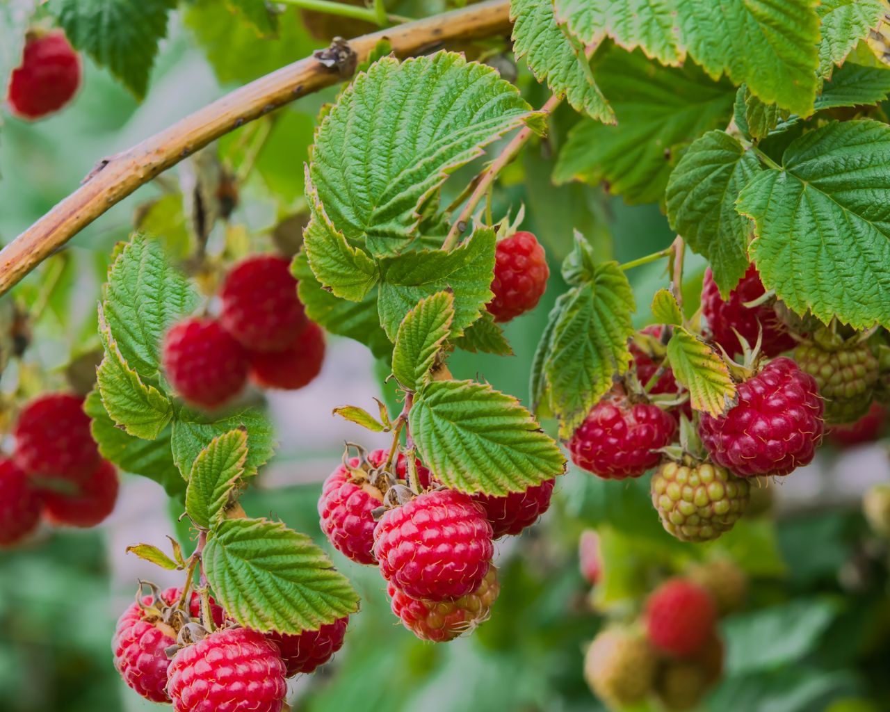 6 Best Types of Berries to Grow in Your Backyard | Gardening Know How