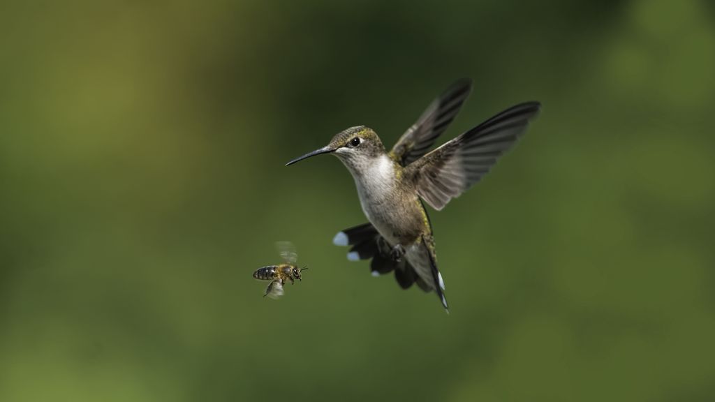 "The birds and the bees": Meaning and origin of the phrase | Live Science