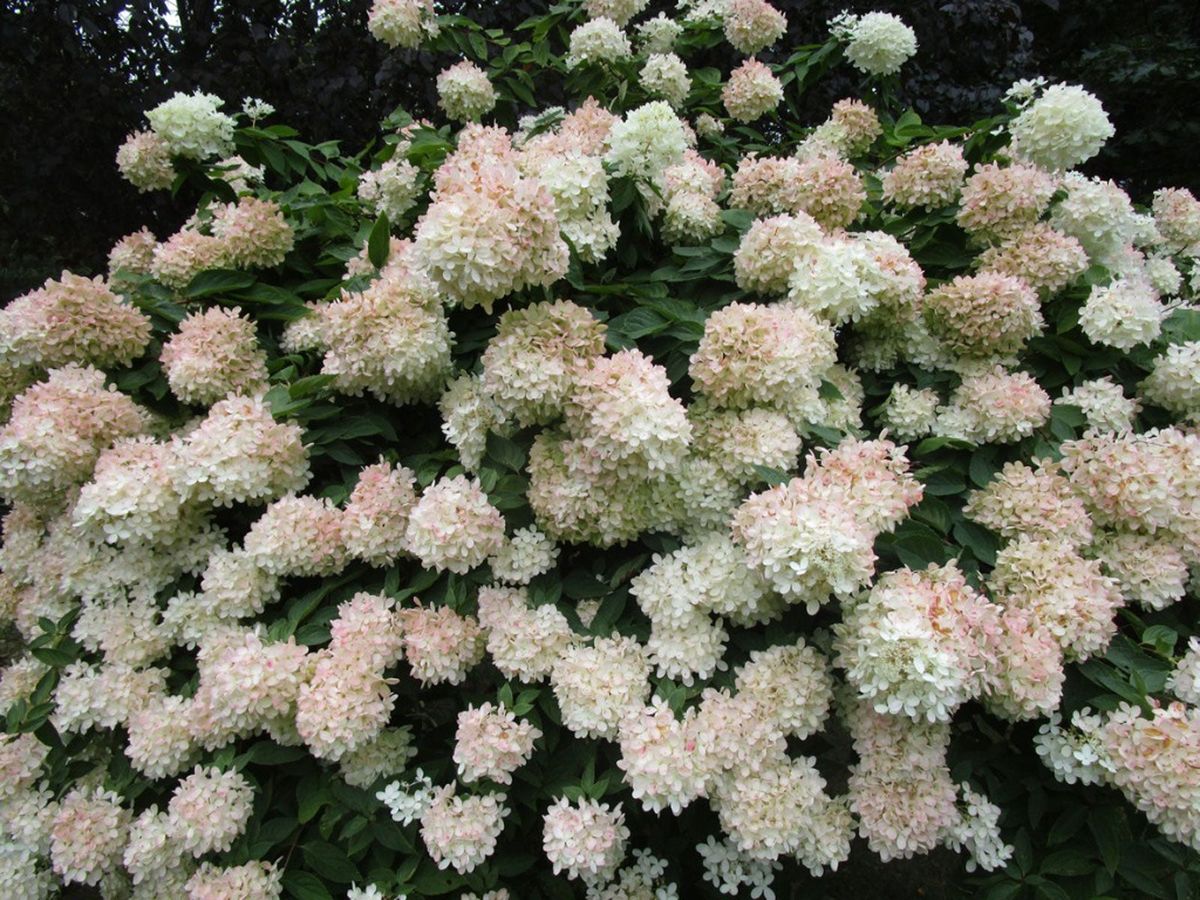 PeeGee Hydrangea Care: Growing A PeeGee Hydrangea Tree | Gardening Know How