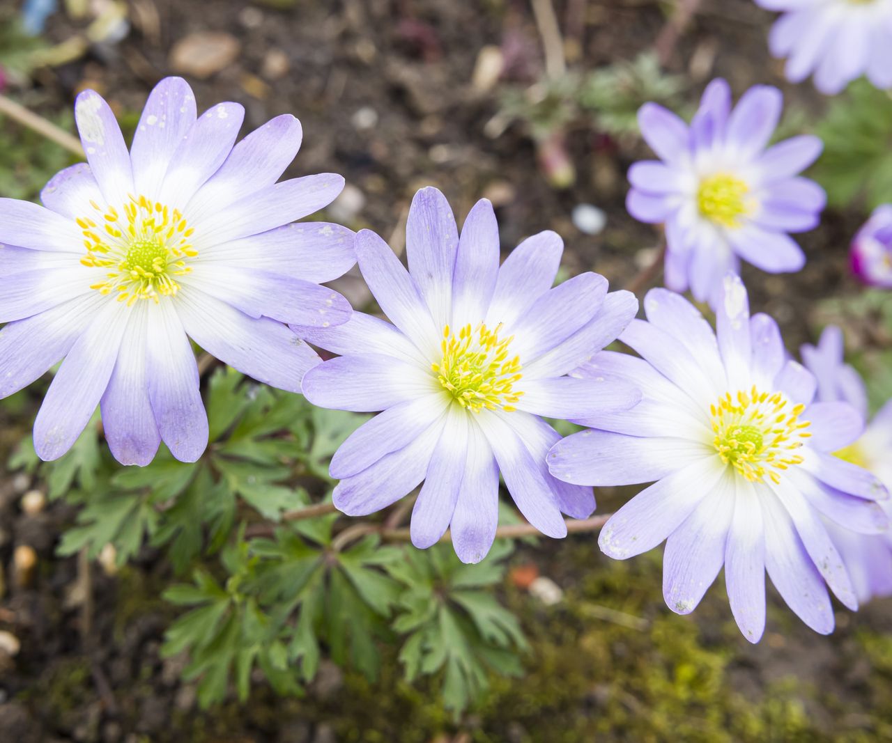 when to plant anemone bulbs for healthy plants | Homes and Gardens