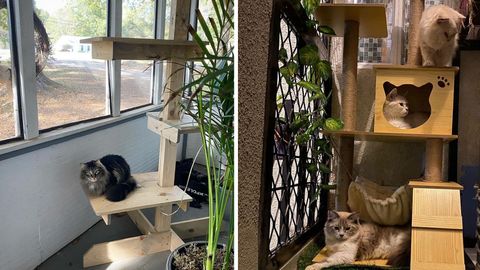 13 charming catio ideas for your feline friend | PetsRadar