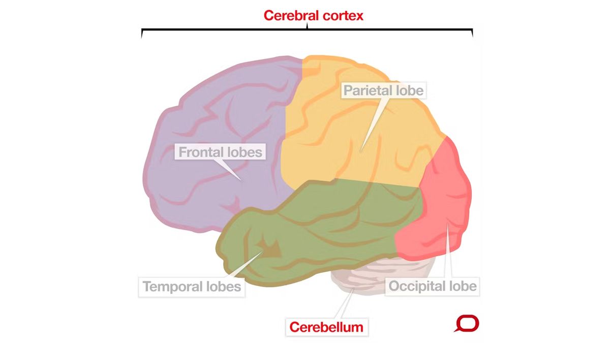 Human and Neanderthal brains have a surprising 'youthful' quality in ...