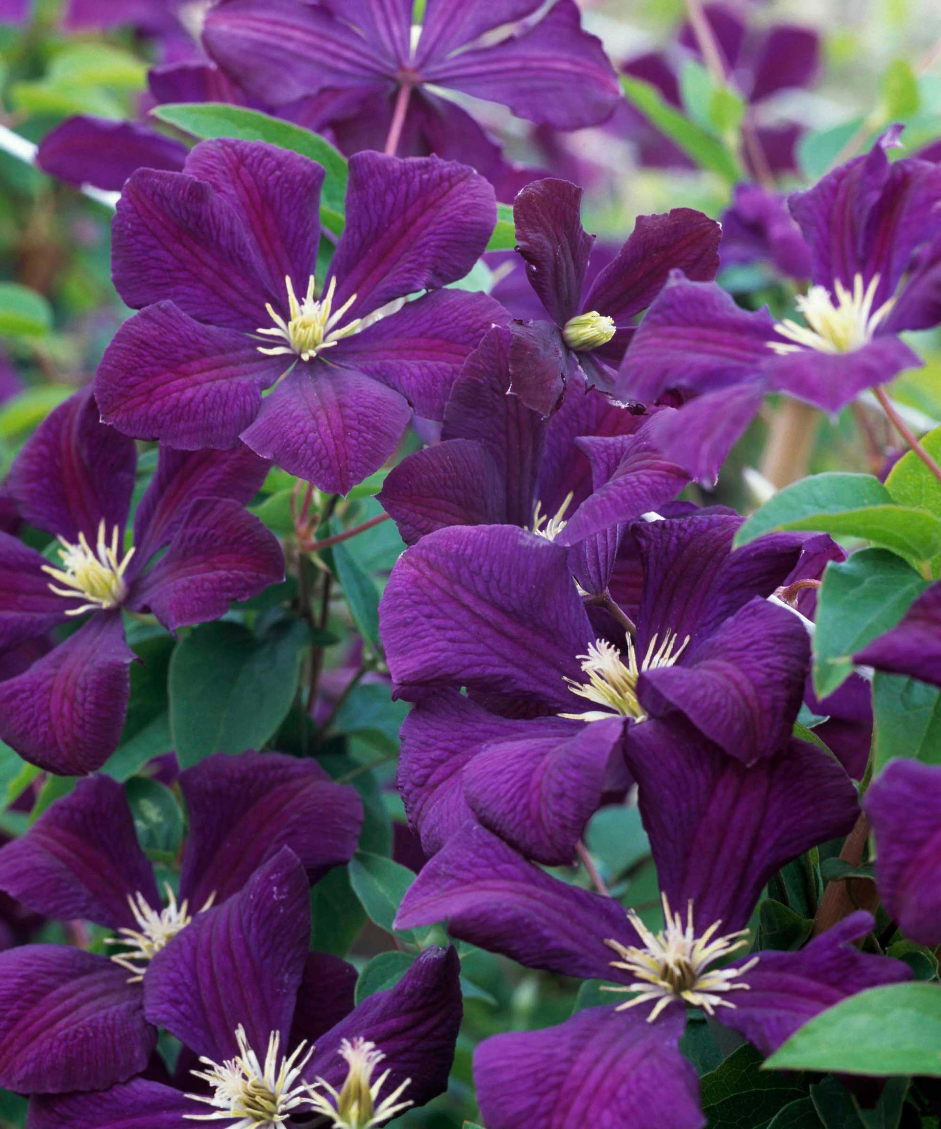 Clematis varieties: 18 beautiful climbers | Gardeningetc