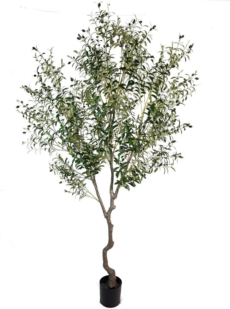 This Sell-Out Olive Tree From Costco has Gone Viral | Livingetc